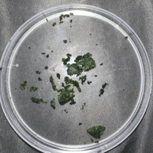 Does Stainless Steel Really Turn Green in Water?